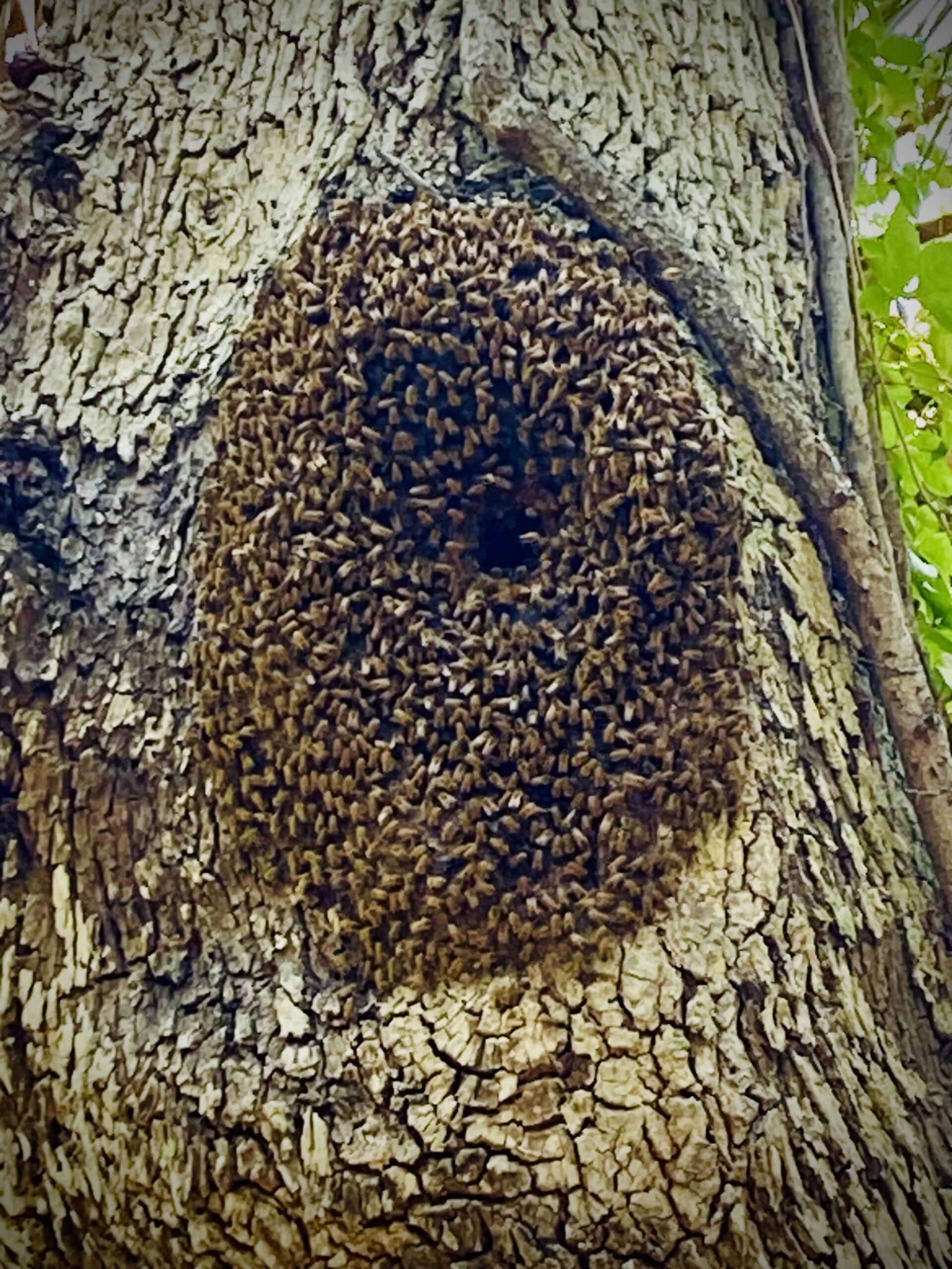 Brevard Backyard Beekeepers, Inc. - Brevard Backyard Beekeepers Inc.